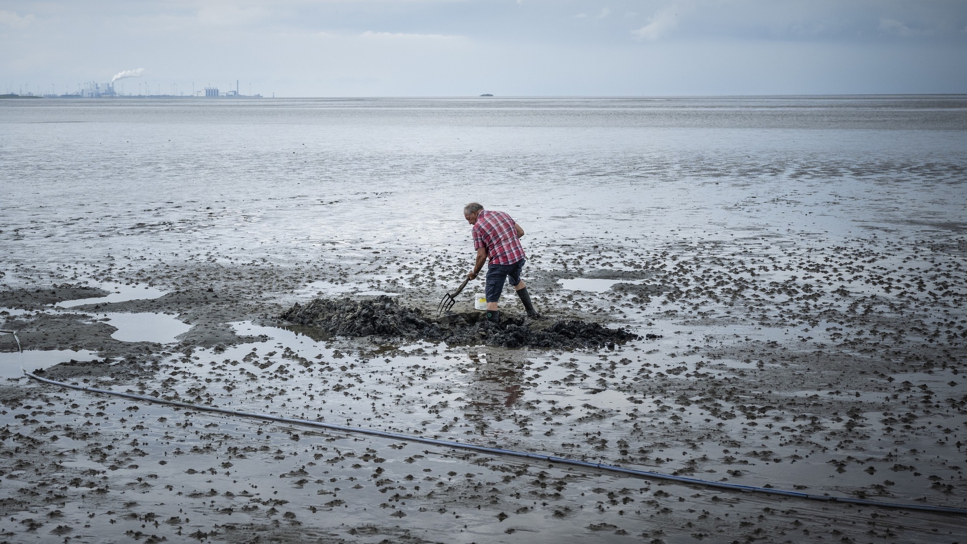 Onderzoek naar effect van hittegolven op het Waddenleven krijgt 280.000 ...