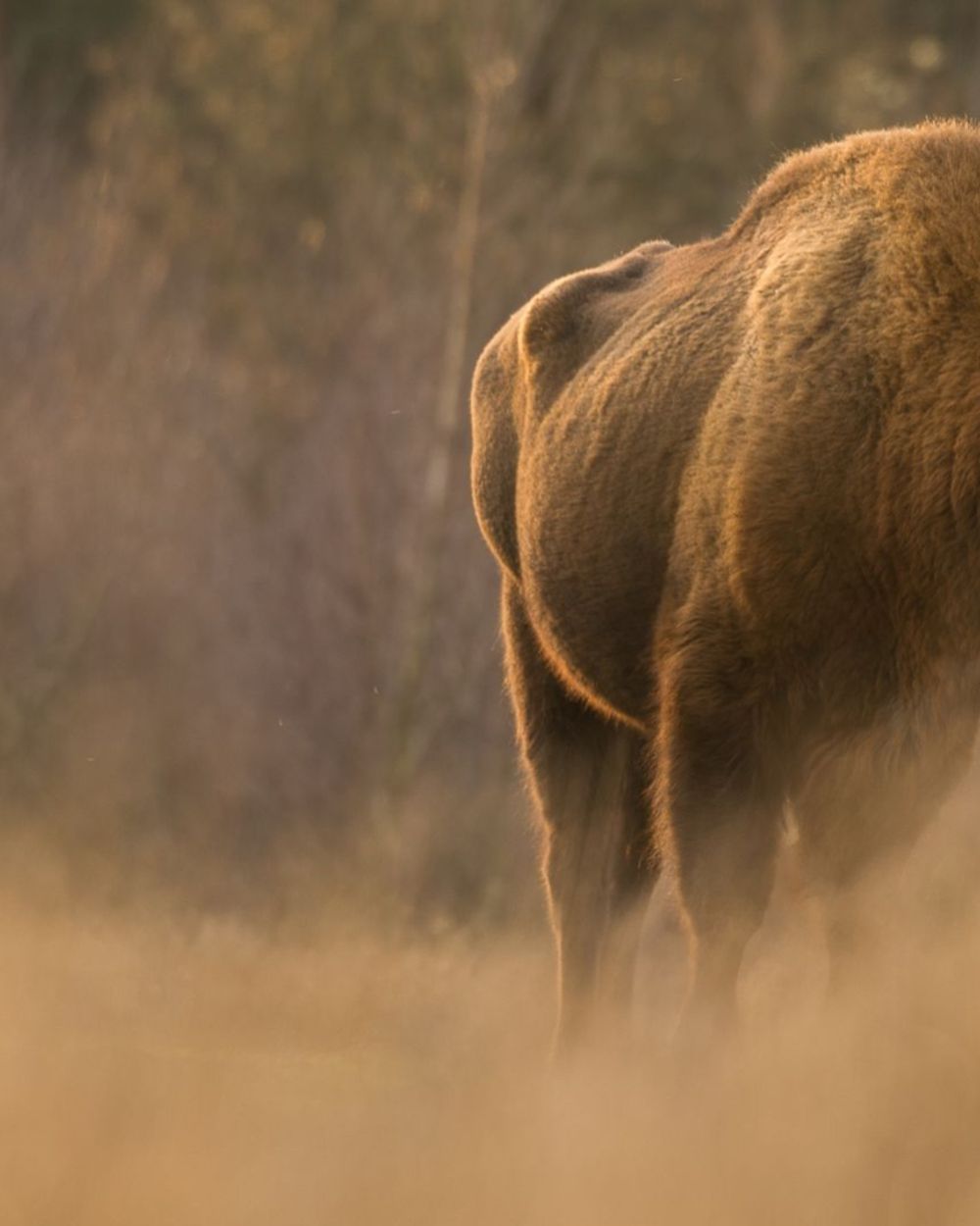 Wisenten heersen over de Veluwe - Omroep Gelderland