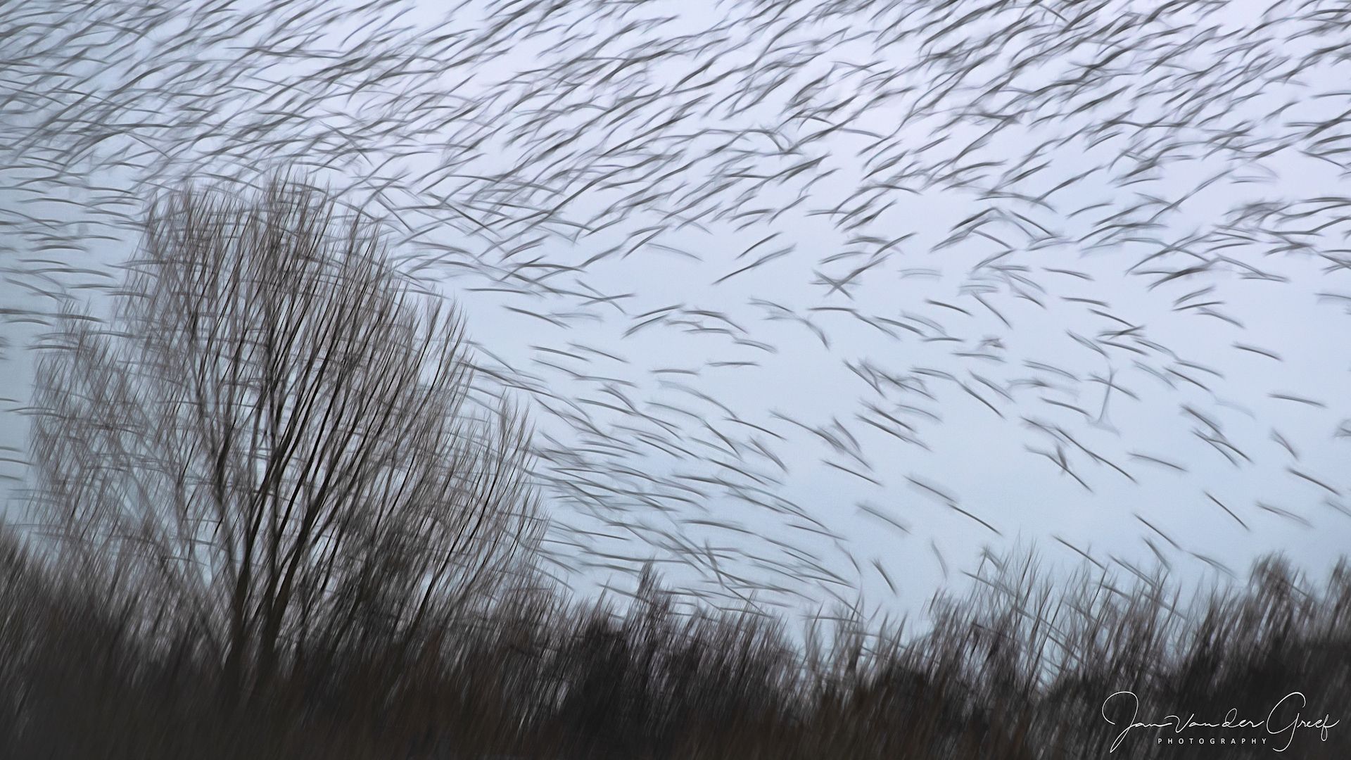 Natuurfotograaf Jan van der Greef blijft door corona dichter bij huis ...