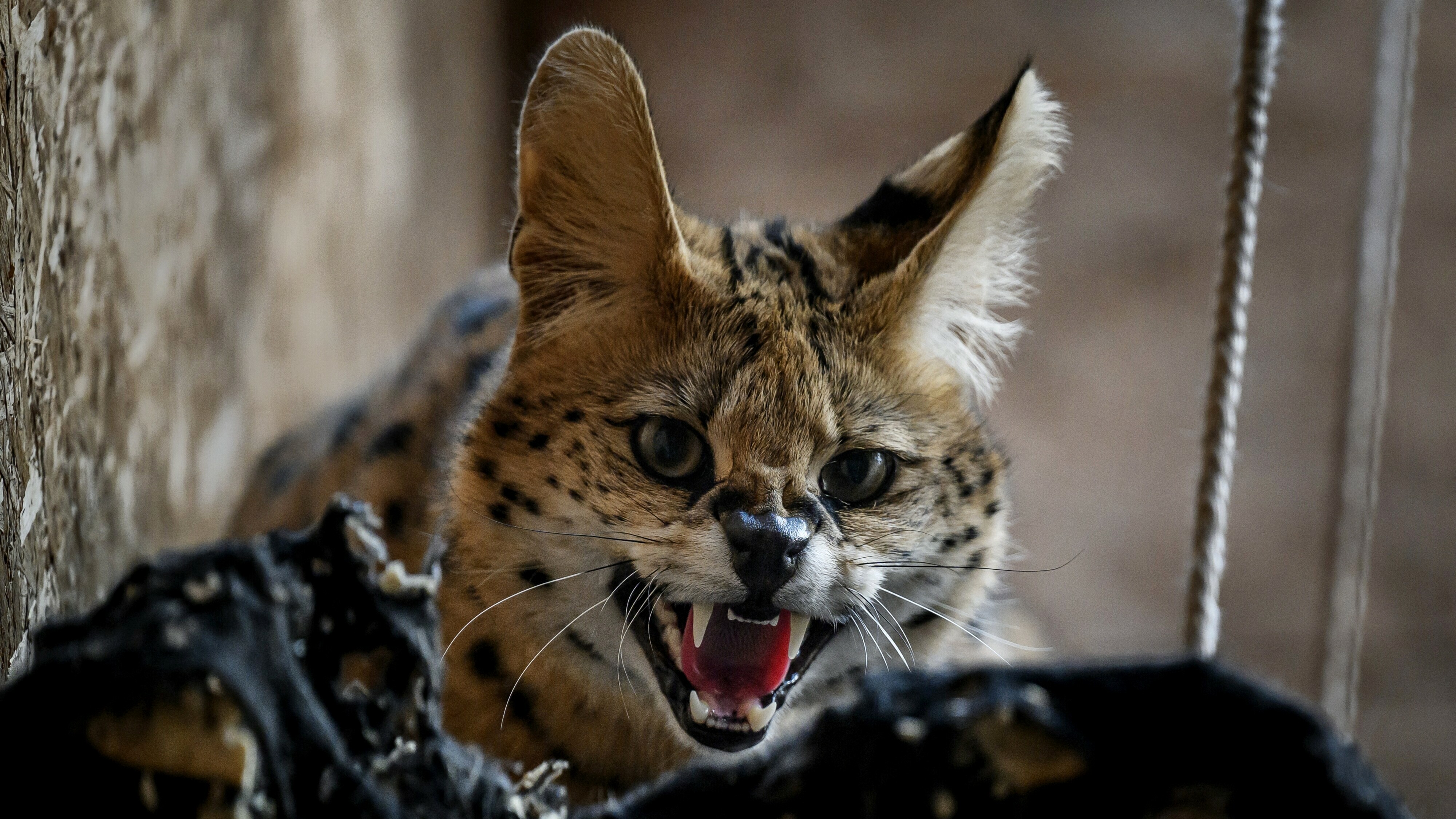 Waarom de Russische dwerghamster niet langer als huisdier mag: "Bedacht ...