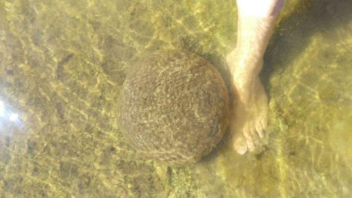 'Wat zijn dat voor rare ronde bollen in het water?' - RTV Drenthe