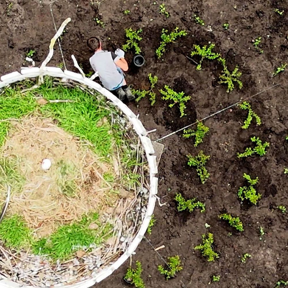 Ooievaarspaartje in broedtijd verstoord door tuinonderhoud: 'Het is een ...
