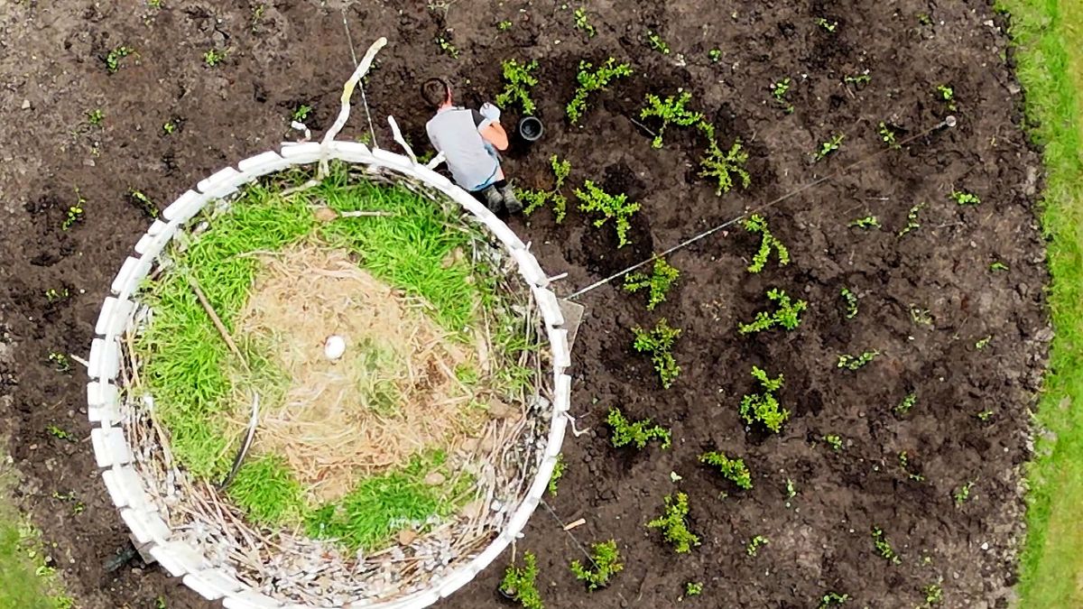 Ooievaarspaartje in broedtijd verstoord door tuinonderhoud: 'Het is een ...