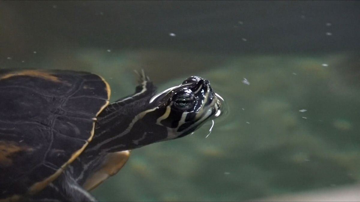 Schildpaddenopvang Harkema moet binnen tien dagen twee miljoen ...