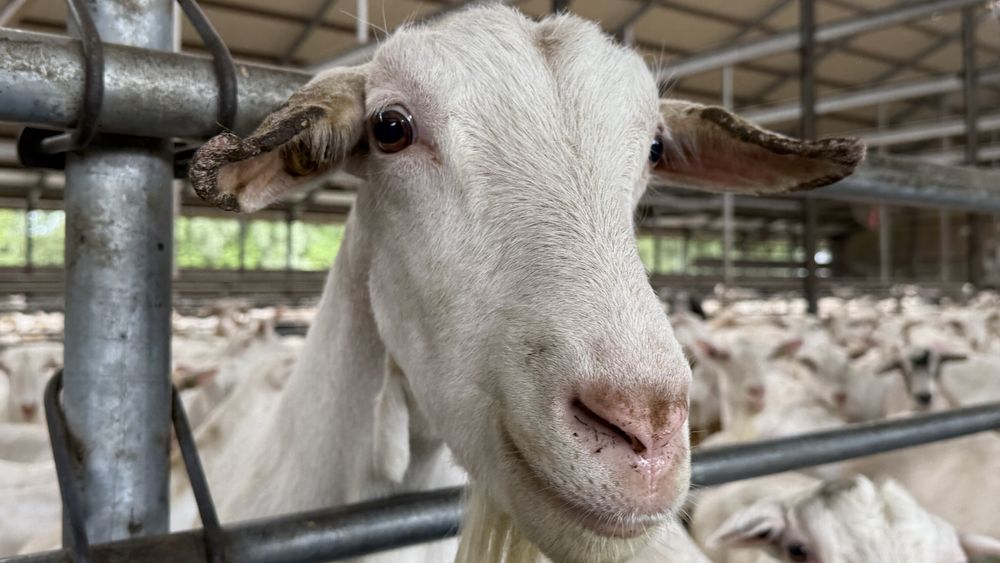 Geitenhouder in Borger mag voorlopig door, maar toekomst blijft ongewis ...
