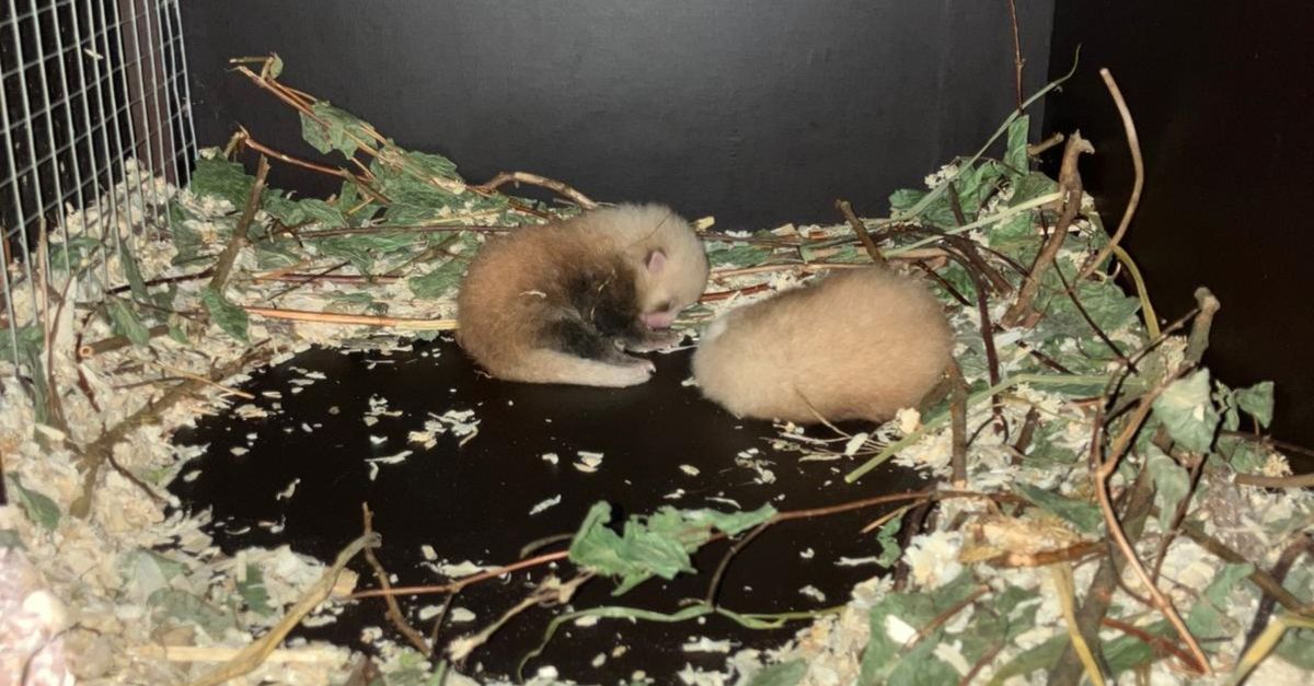 Twee rode panda's geboren in GaiaZOO - L1 Nieuws