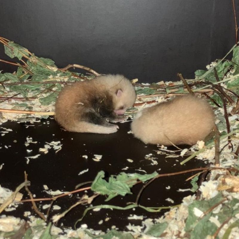 Twee rode panda's geboren in GaiaZOO - L1 Nieuws