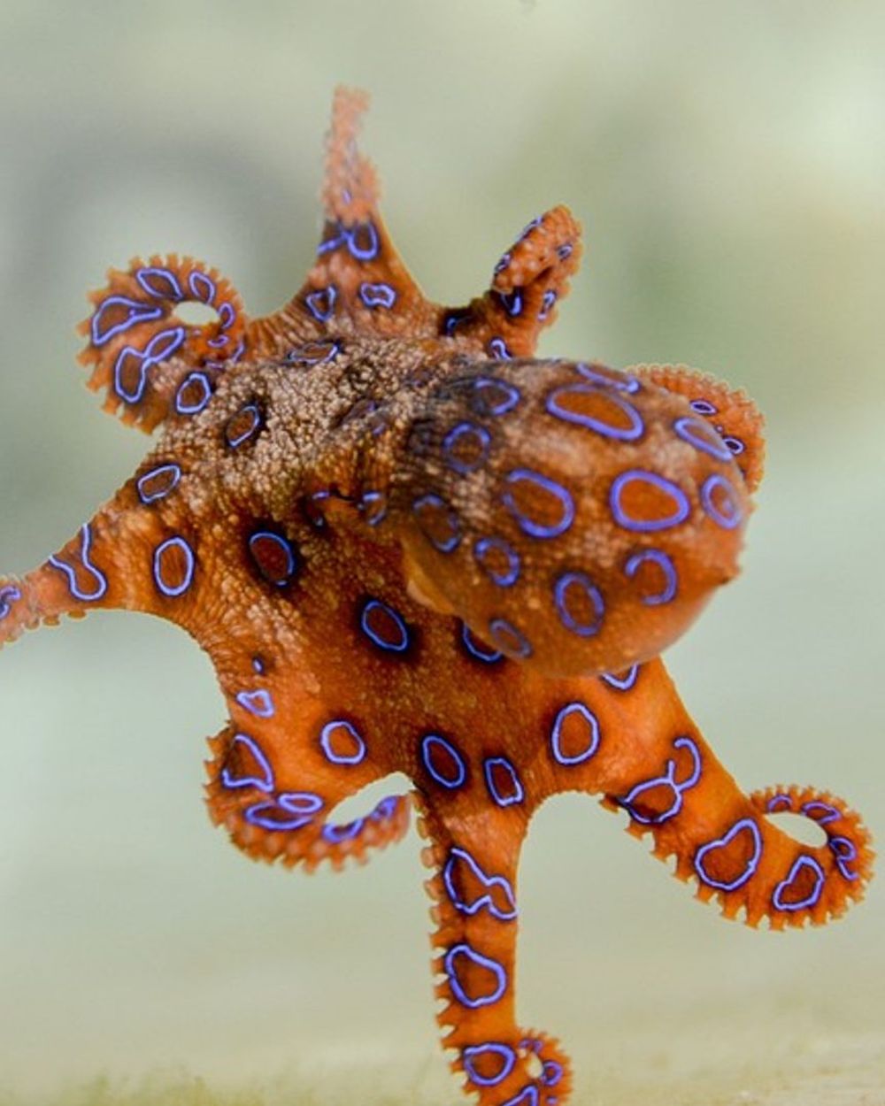 Giftige dieren en niet bestaande vogels in Chris Natuurlijk van 15 ...