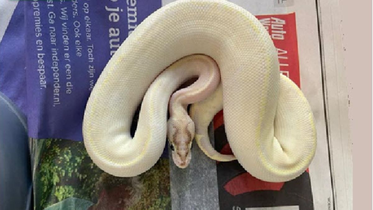 VIDEO: Koningspython kruipt uit krat met kleding in kringloop - Rijnmond