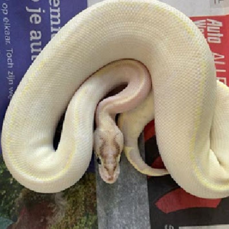 VIDEO: Koningspython kruipt uit krat met kleding in kringloop - Rijnmond