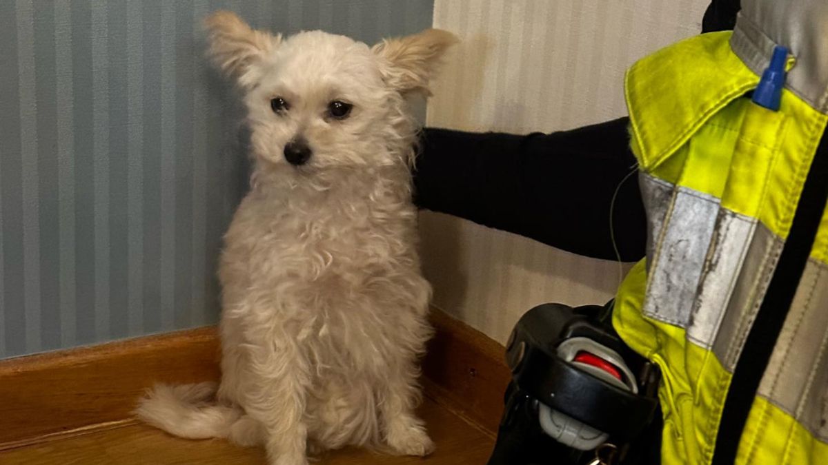 Hondje meer dan 48 uur alleen op hotelkamer Utrecht, politie zoekt ...