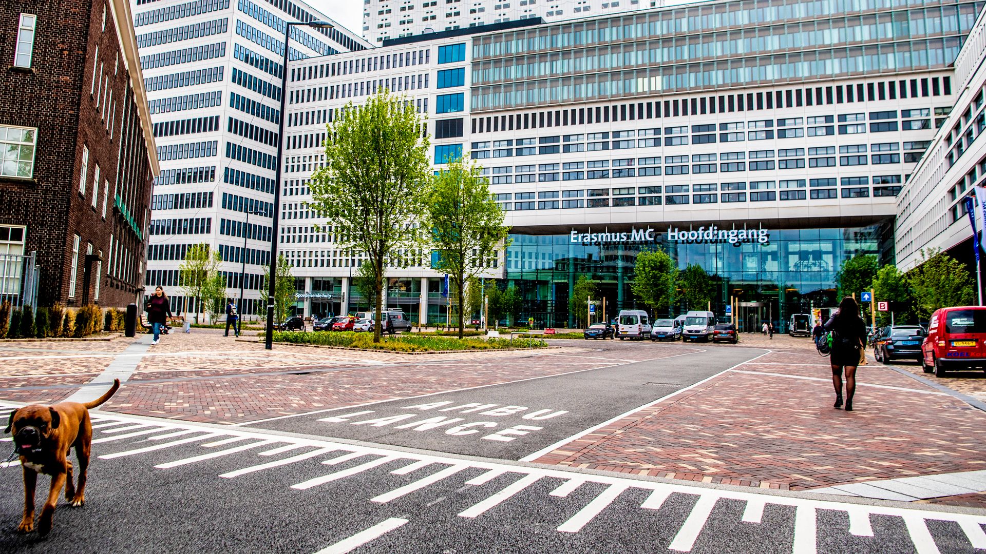 Knoop na jaren doorgehakt: kinderhartcentrum in Rotterdam blijft open ...