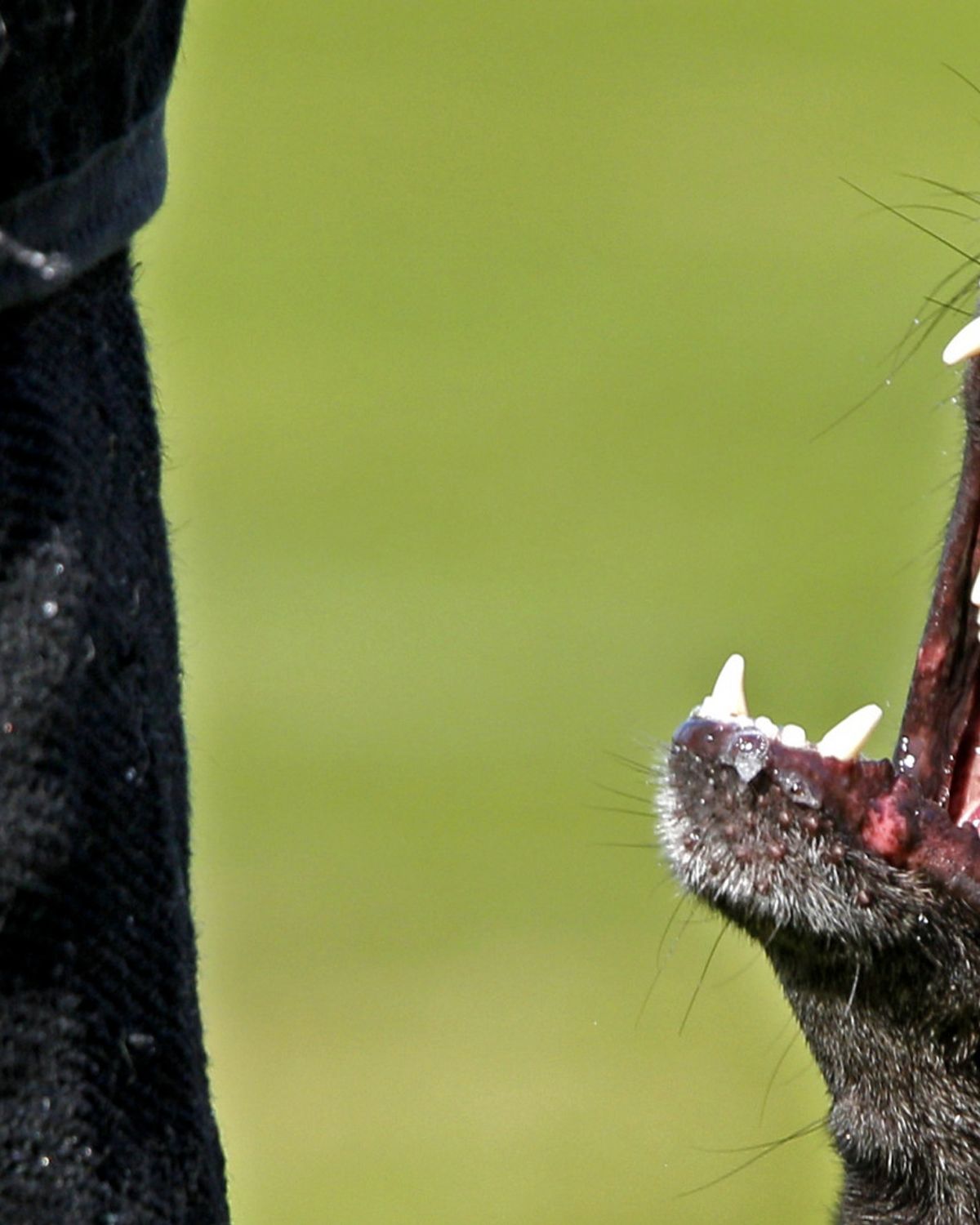 Hagenaar mag vijf jaar geen honden houden nadat hij Amerikaanse bully ...