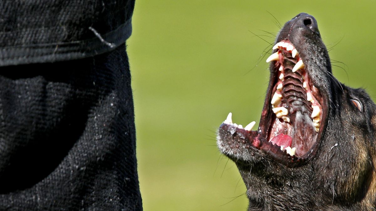 Hagenaar mag vijf jaar geen honden houden nadat hij Amerikaanse bully ...