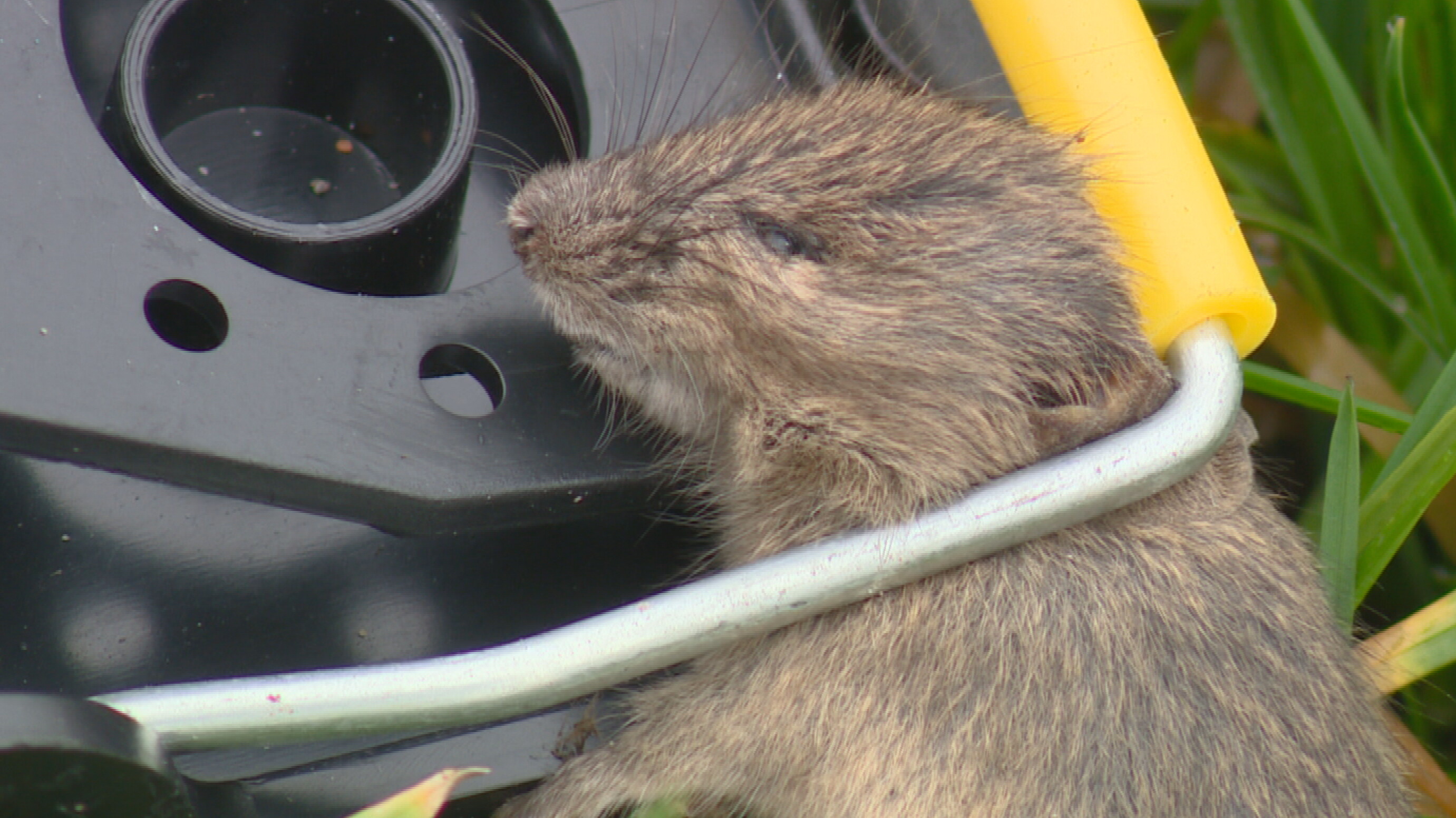 Gouden tijden voor bestrijders van muizen en ratten in Fryslân - Omrop ...