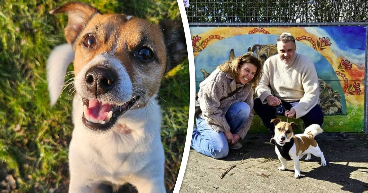 Hond Elvis vindt na overleden baasje een nieuw thuis en is niet langer ...