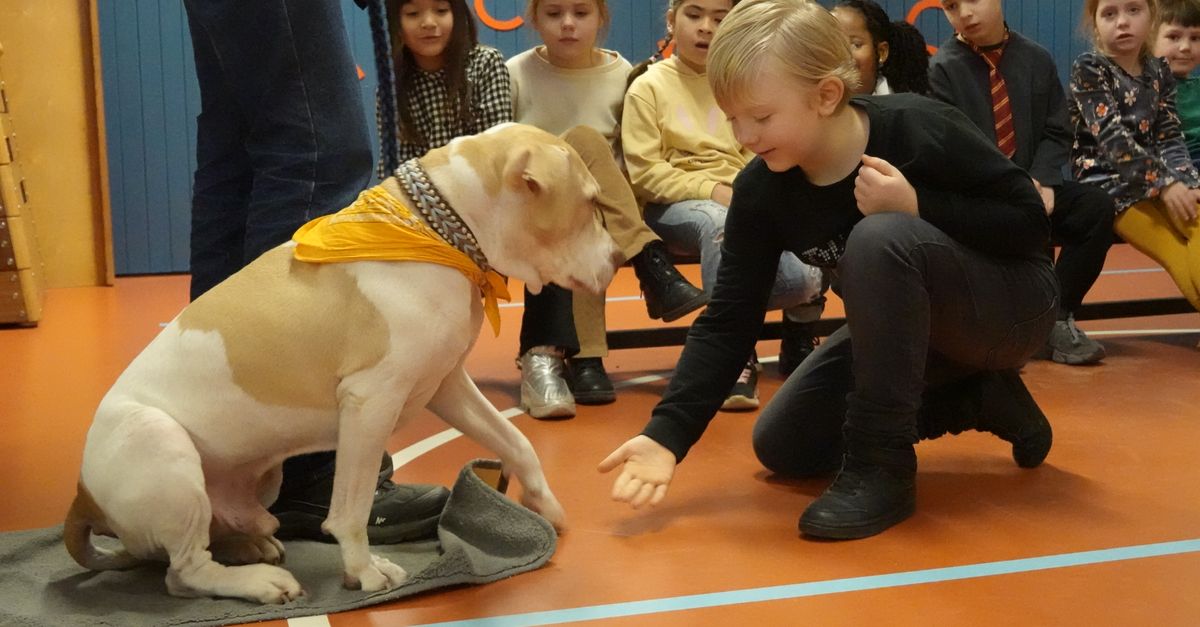 Aan oor trekken is hap! Kinderen op cursus om bijten hond te voorkomen ...