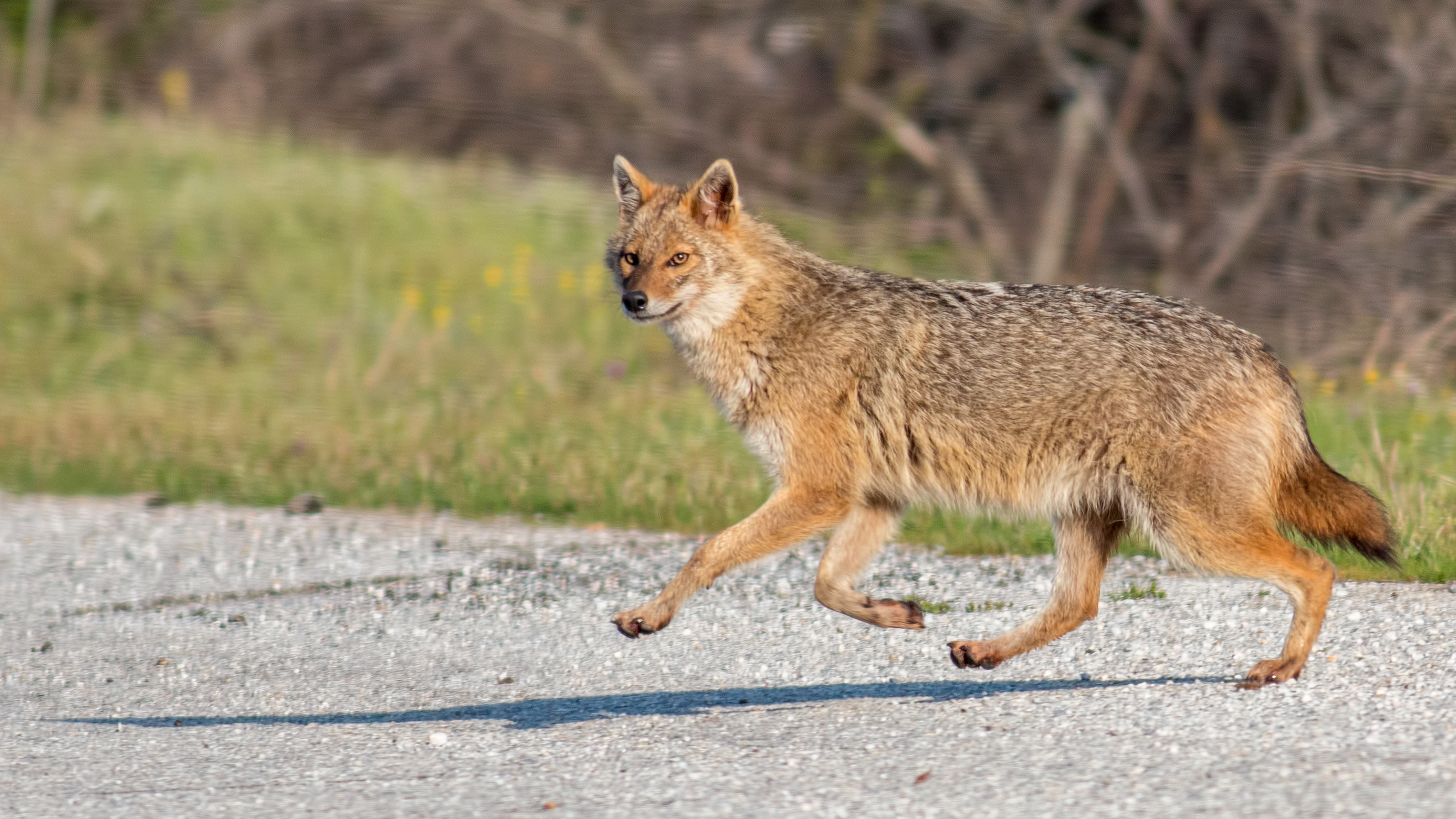 DNA-onderzoek bij gedood schaap levert bewijs van aanwezigheid ...
