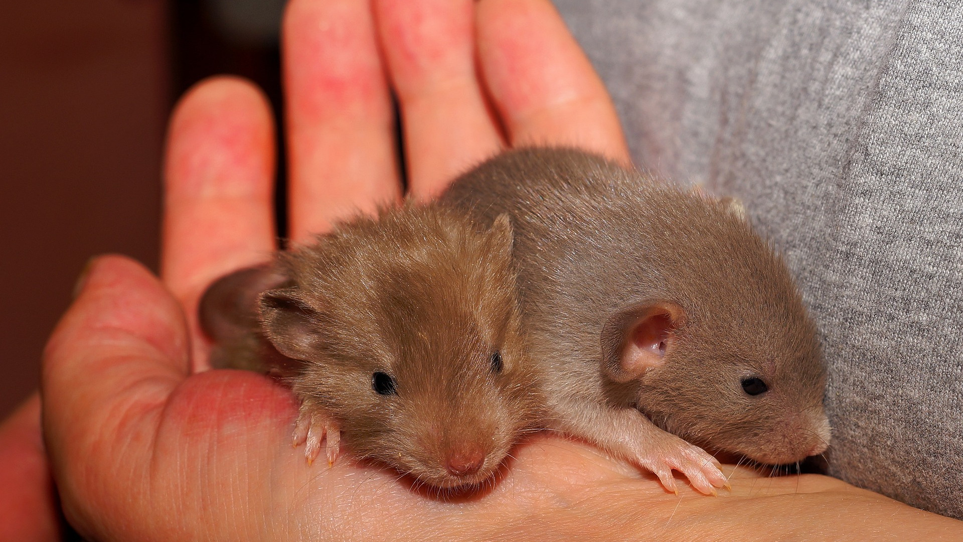 Maak kennis met het meest succesvolle zoogdier ter wereld: de bruine ...