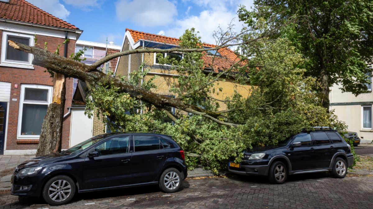 Boom waait om en belandt op dak: 'Ik dacht dat het hele huis plat lag ...