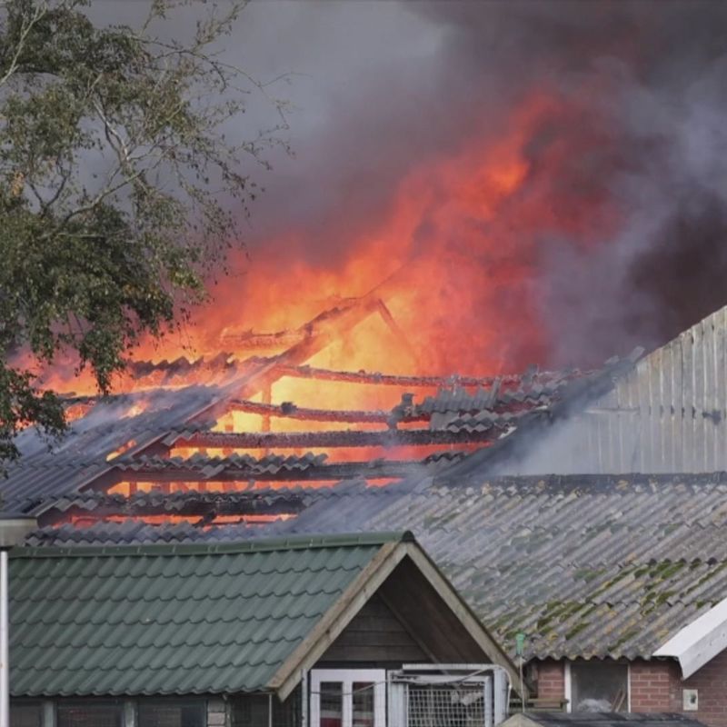 Honden overleden bij grote brand in Hasselt - Oost