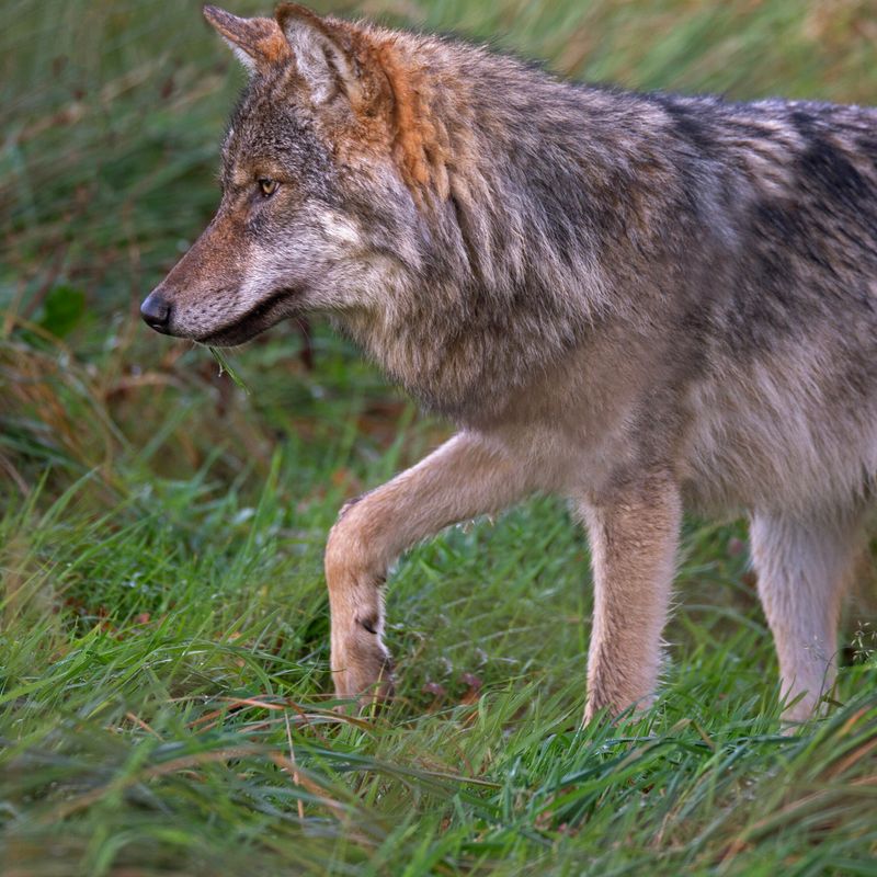 Kabinet steunt plan om beschermde status van wolf af te zwakken - RTV ...