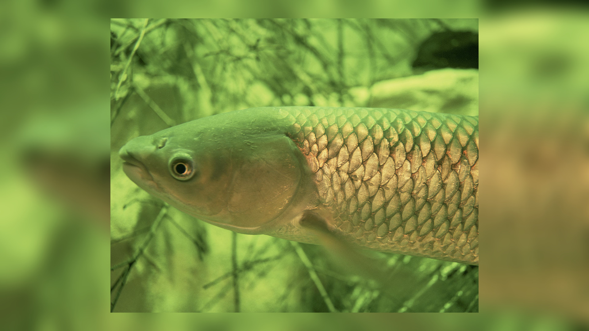 Graskarpers moeten wildgroei aan vijverplanten opeten - Omrop Fryslân
