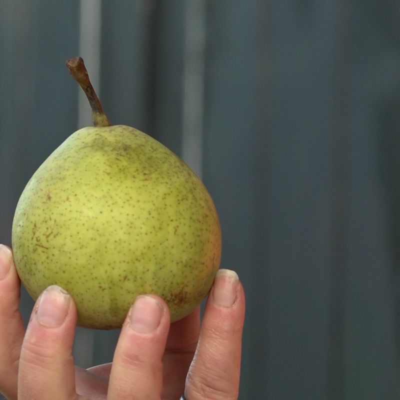 Wat kan nog wel? Nou, een fruitshow zonder show - Omroep Gelderland