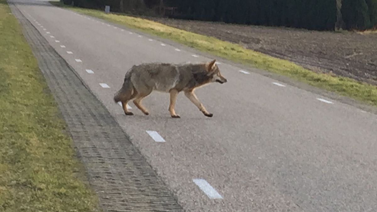 Eerste bewegende beelden van de wolf in Drenthe (video) - RTV Drenthe