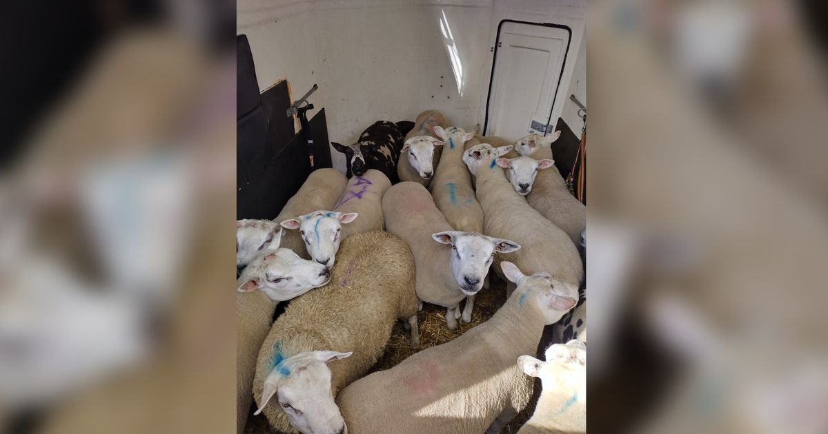 Tientallen schapen gered uit illegale slachterij - Rijnmond Tientallen schapen gered uit illegale slachterij - Rijnmond