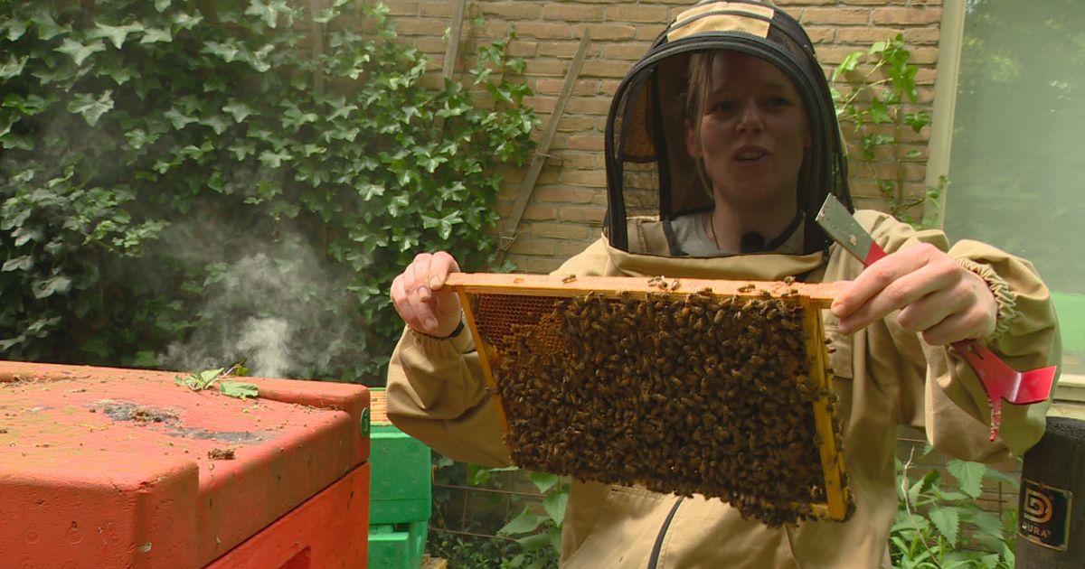 Imker Sabine zoekt doppen voor de koningin - Omrop Fryslân