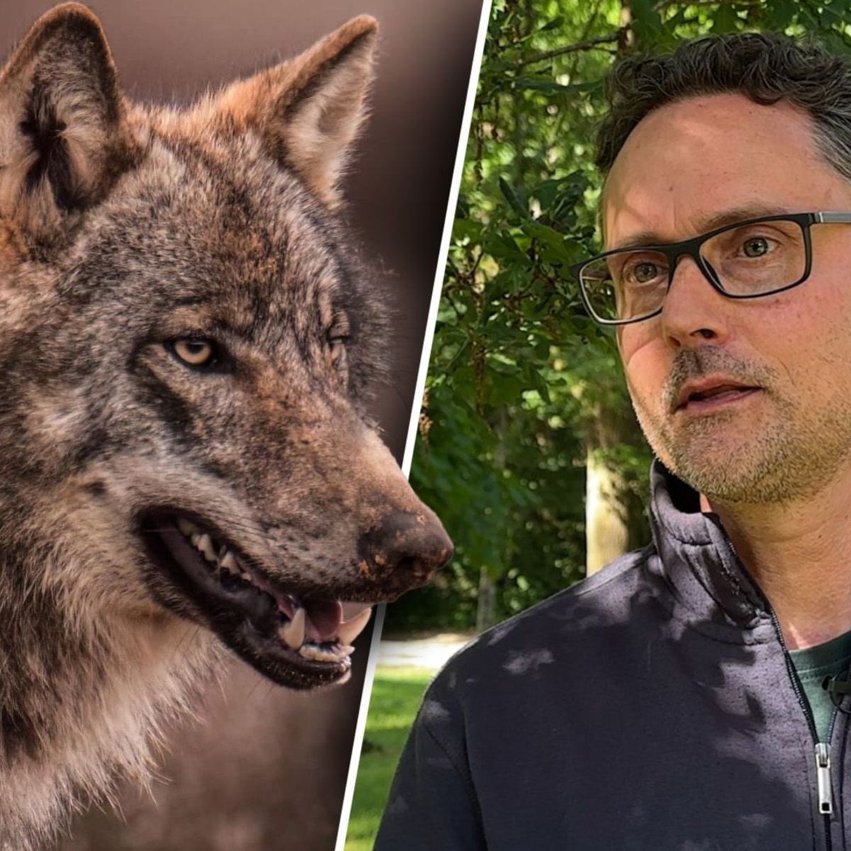 Wolvenexpert waarschuwt voor bijvoeren: 'Dan krijg je rare wolven die ...