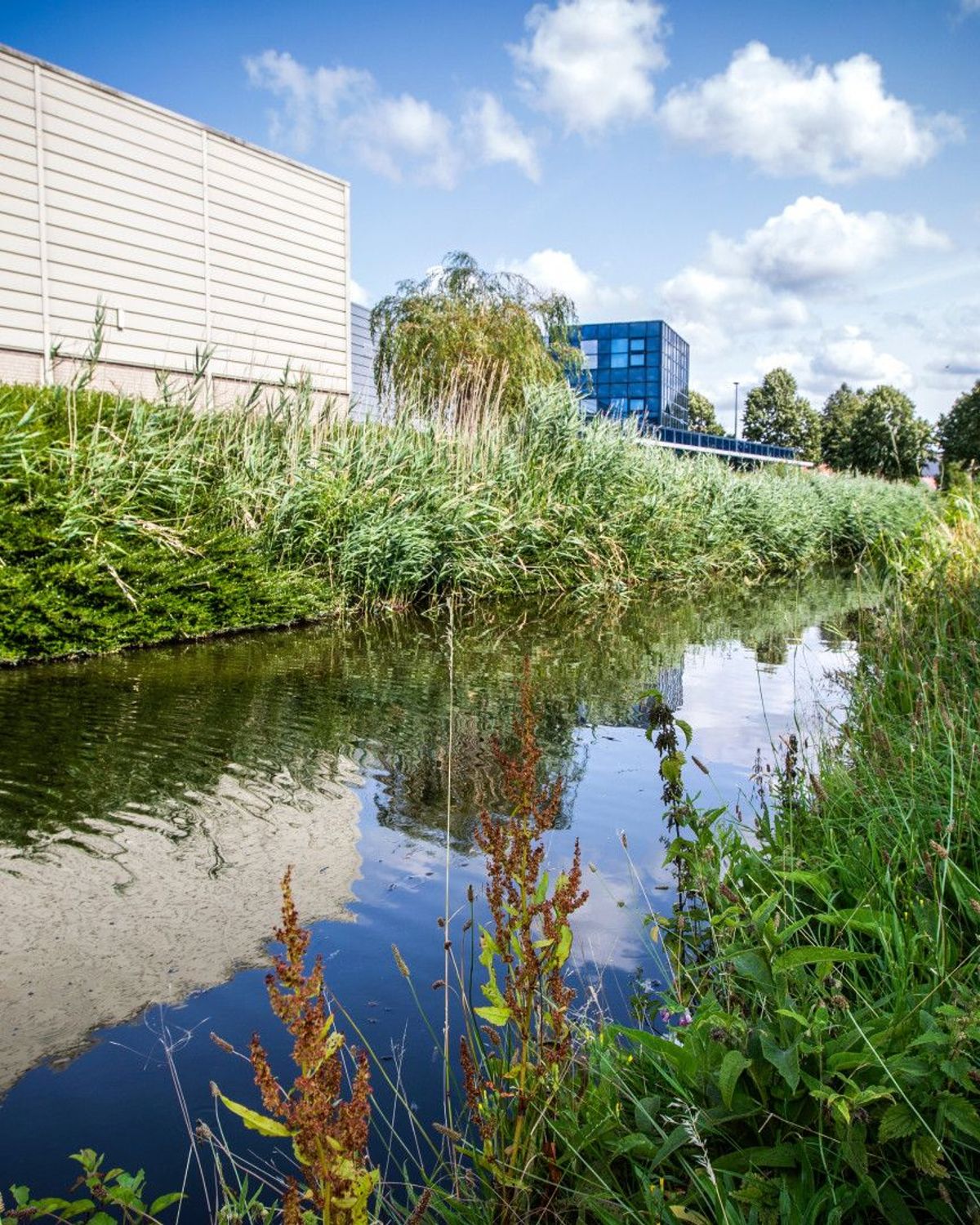 Hoe zit het met vervuilde sloot in Den Haag Leidschenveen? Vijf vragen ...
