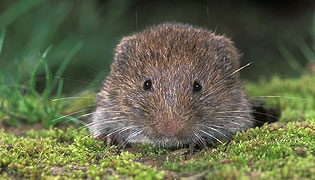 Wat is de meest effectieve manier is om woelmuizen te bestrijden ...