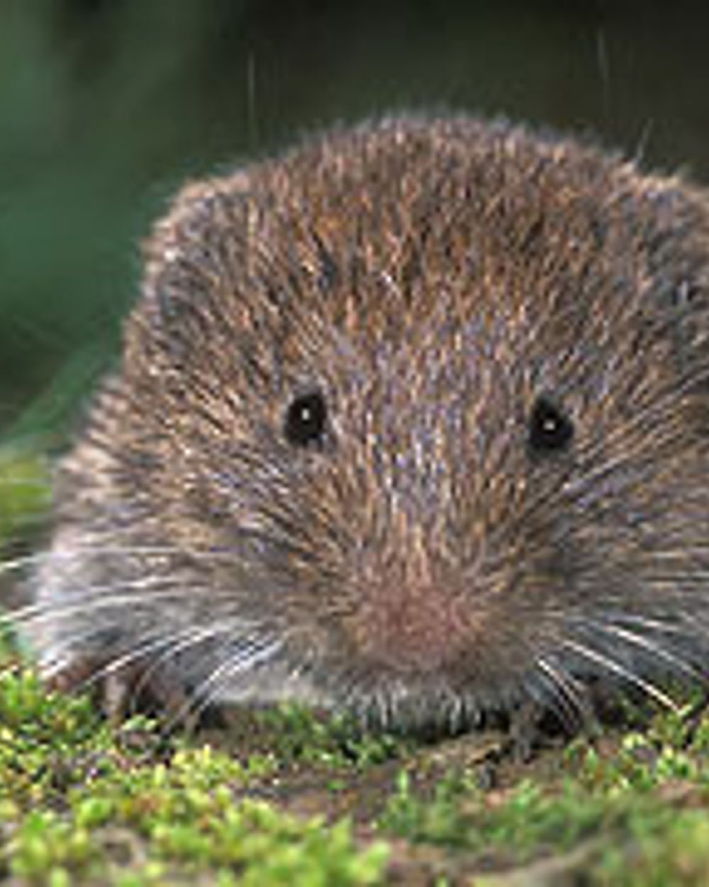 Wat is de meest effectieve manier is om woelmuizen te bestrijden ...