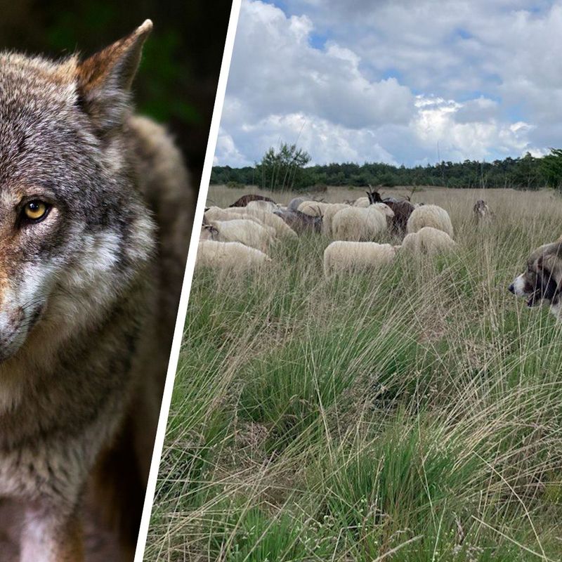 Een kijkje in de 'keuken' van wolf en heideschaap: op excursie met ...