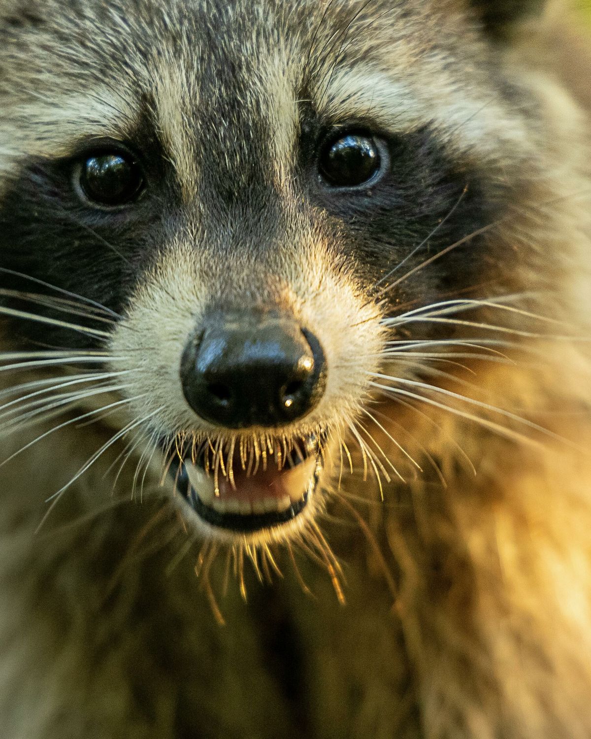 Aantal ontsnapte wasberen uit AquaZoo groter dan gedacht, tweede ...
