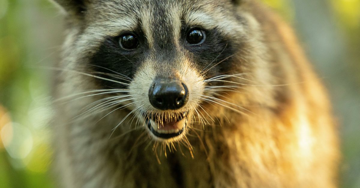 Aantal ontsnapte wasberen uit AquaZoo groter dan gedacht, tweede ...