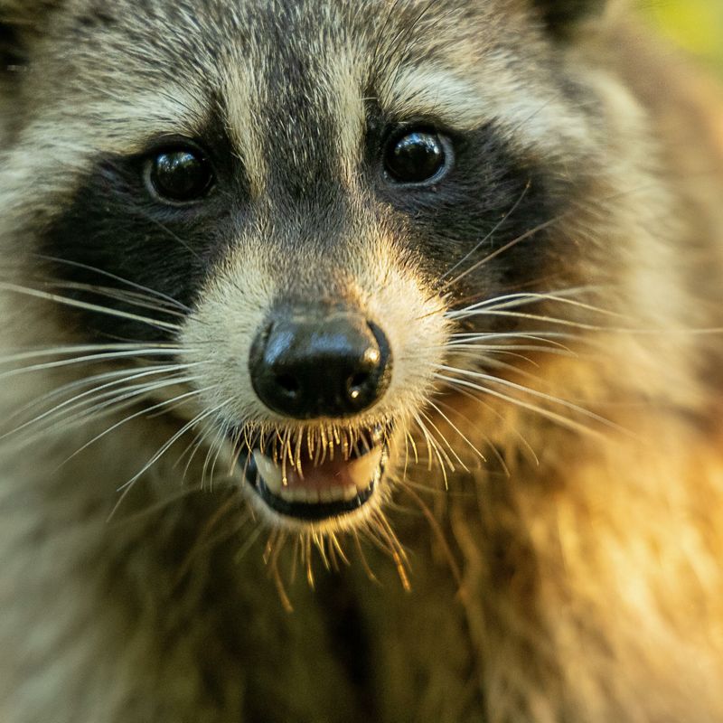 Aantal ontsnapte wasberen uit AquaZoo groter dan gedacht, tweede ...