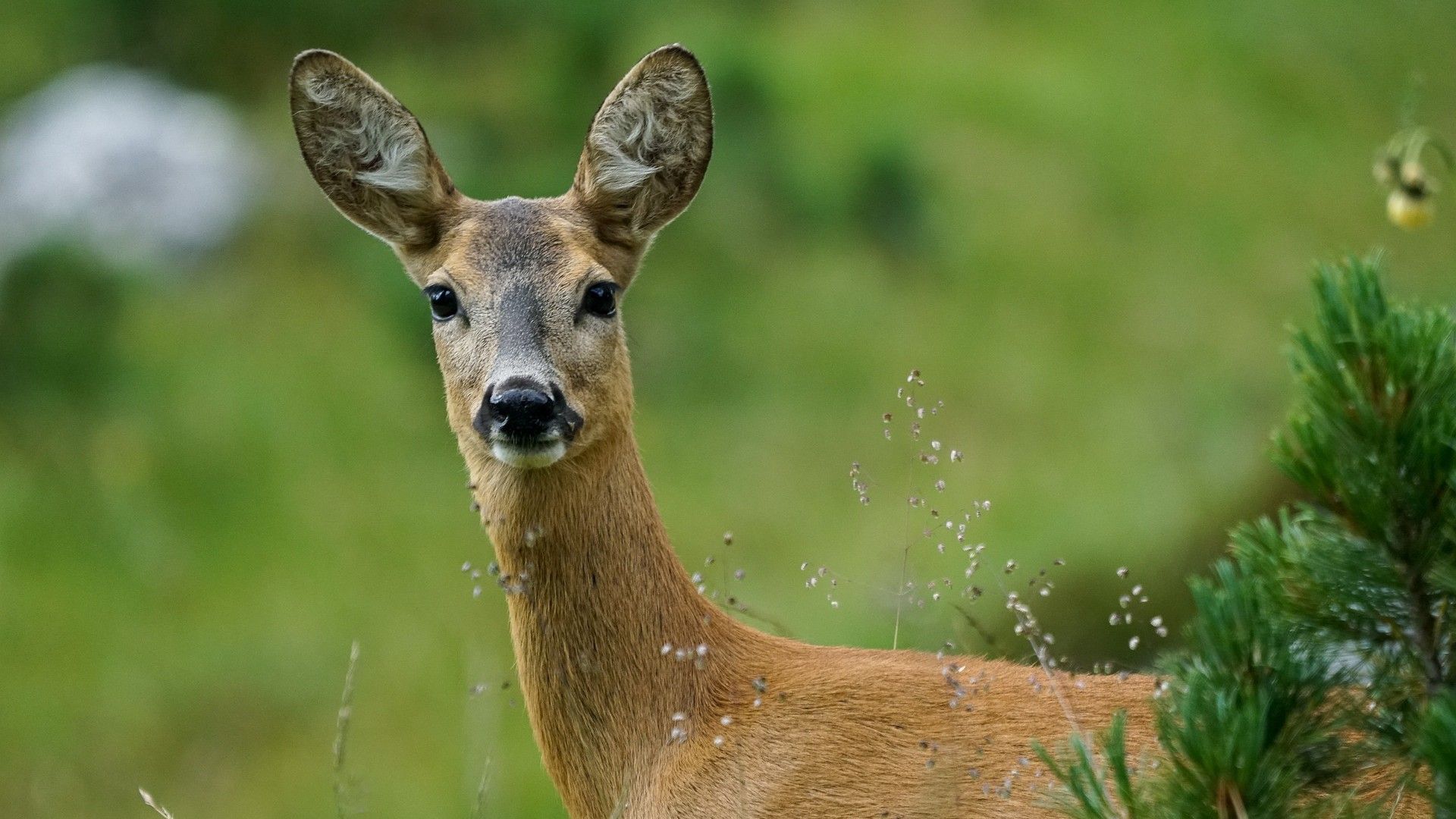 Wildcamera: alerte ree tijdens het eten - RTV Drenthe