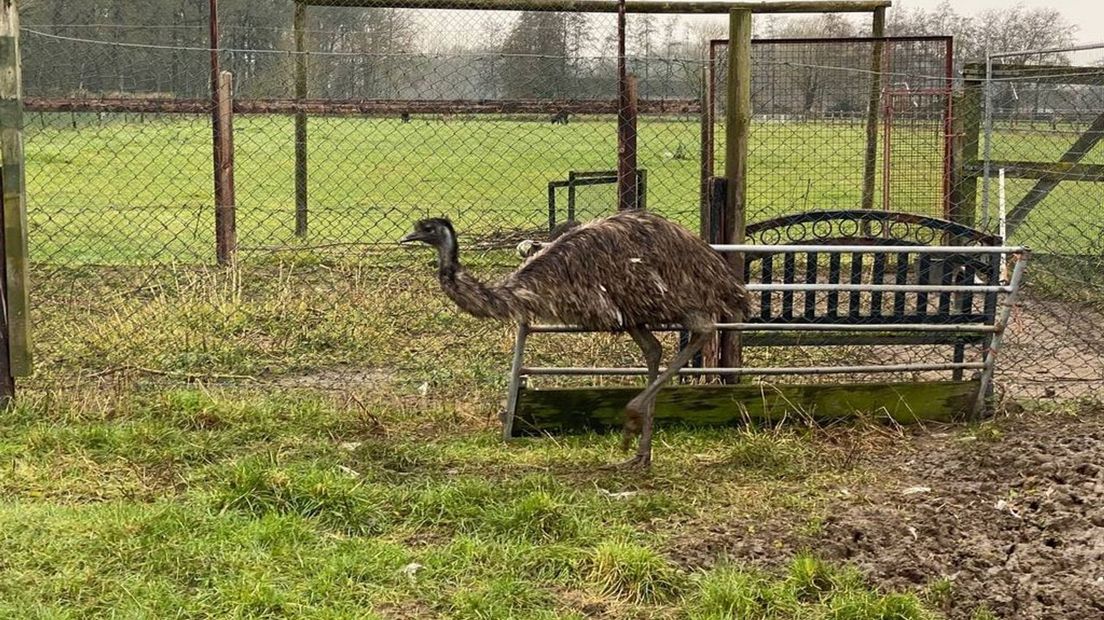 Australische loopvogel in Achterhoek is gevangen - Omroep Gelderland