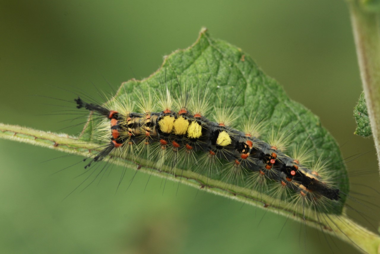 Gespot: rups met gele kwasten - RTV Drenthe
