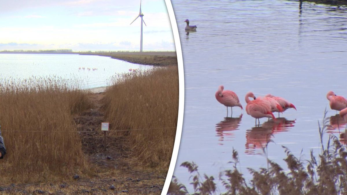 Flamingo's op Flakkee in het nauw, 'toeristen komen zelfs met bussen ...