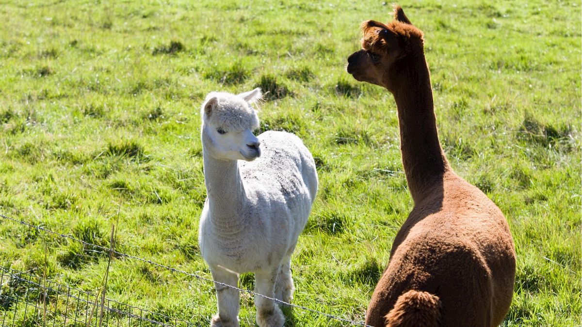 Een high tea tussen de alpaca's in Lemelerveld blijkt een grote hit - Oost