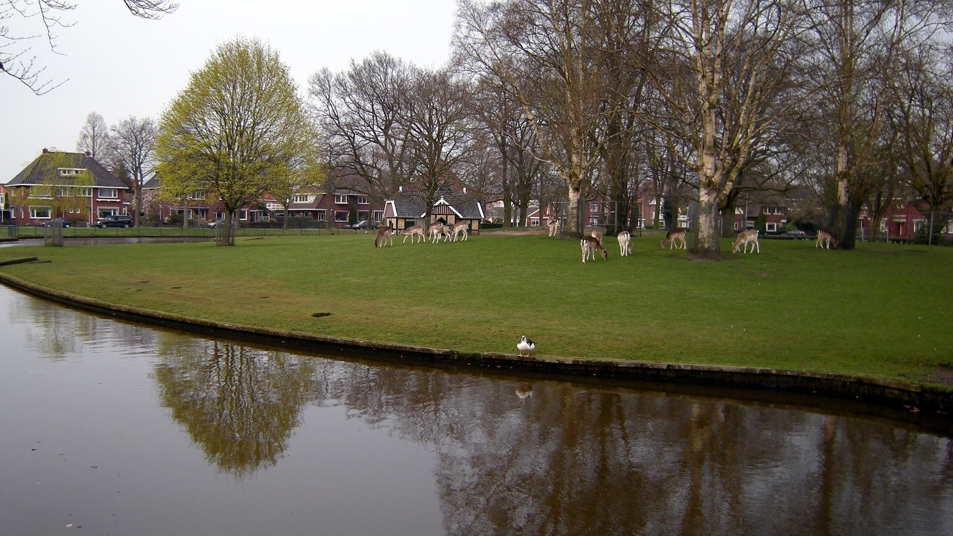 Zorgen over mogelijk verdwijnen hertenkamp Veendam: 'Wij plaatsen er ...