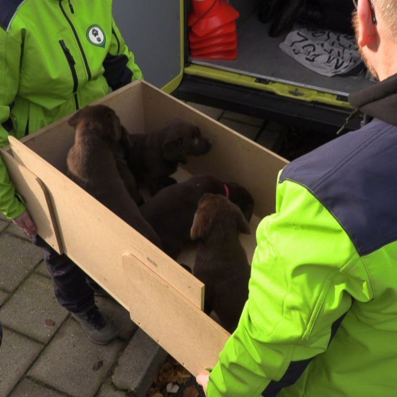 23 verwaarloosde honden weggehaald uit woning - Omroep Gelderland