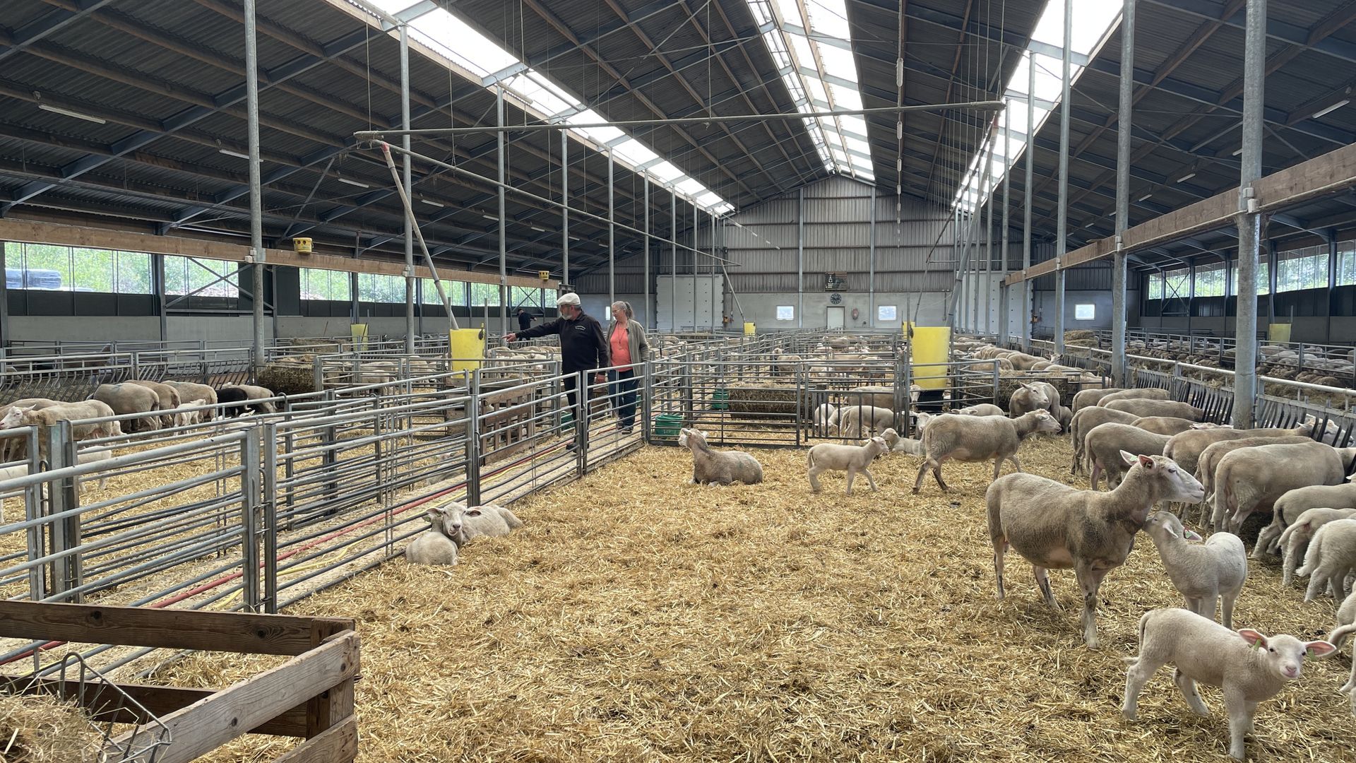 Herders na 33 jaar met schapen en koeien uit Witterveld gezet: 'Deuk in ...