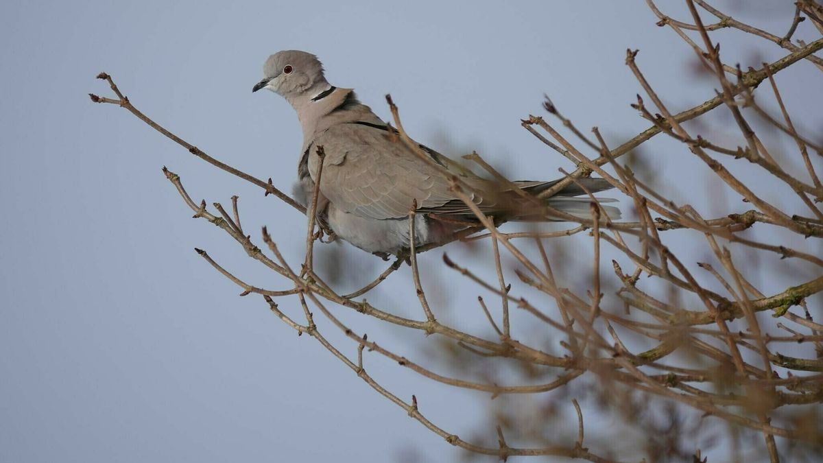 Turkse tortel in de tuin? Check de pootjes - RTV Drenthe