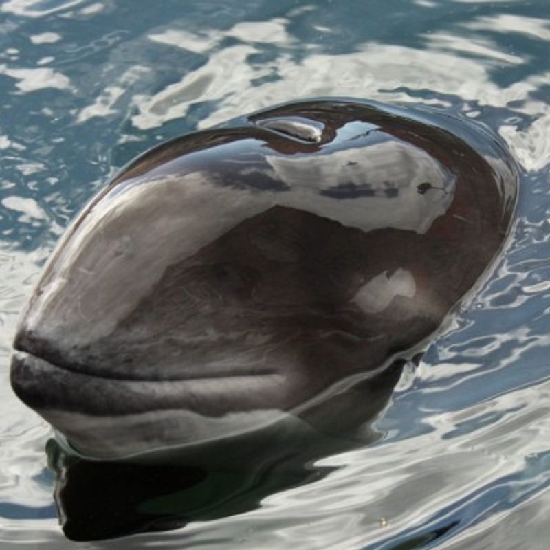 Donaties nodig om bruinvis in Oosterschelde te beschermen - Omroep Zeeland