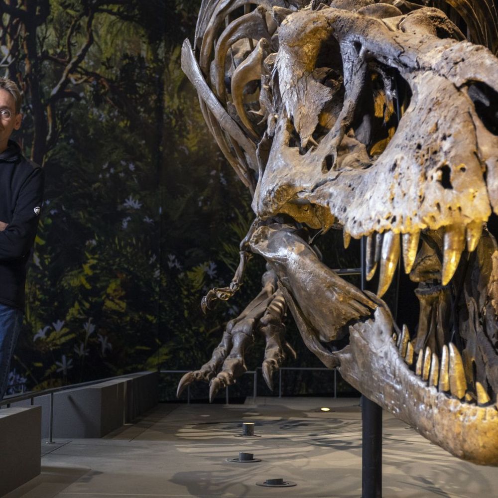 T-rex komt tot leven in Naturalis: 'Rexperience' laat het leven van ...